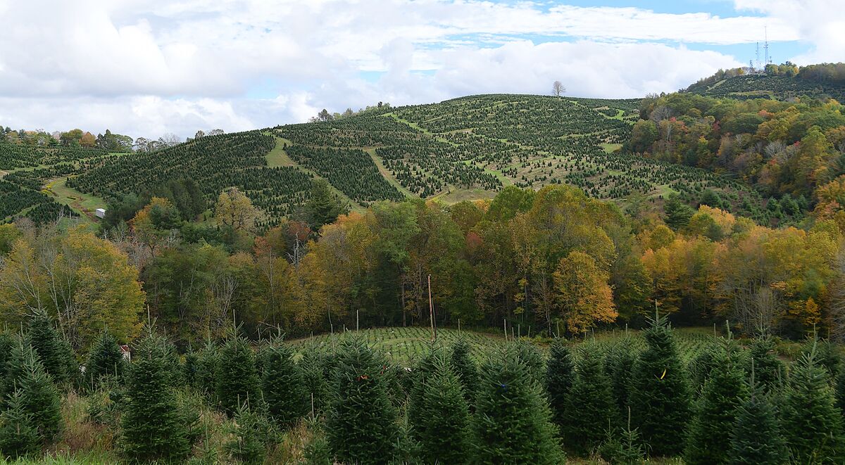 Old barn at Christmas tree farm: Not an unusual scene in the Southern ...