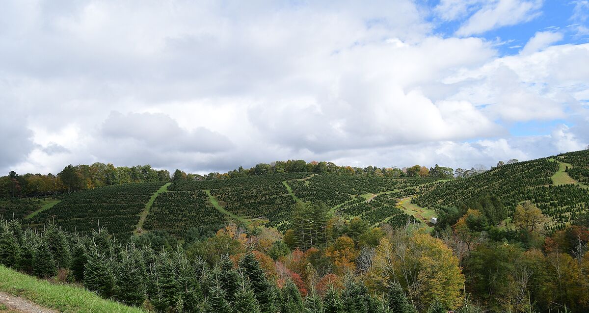 Old barn at Christmas tree farm: Not an unusual scene in the Southern ...