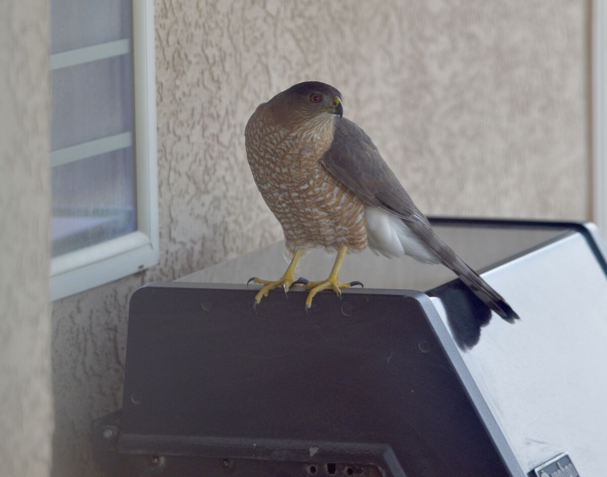 Coopers Hawk on my BBQ Grill: I was getting my camera bag packed-up to ...