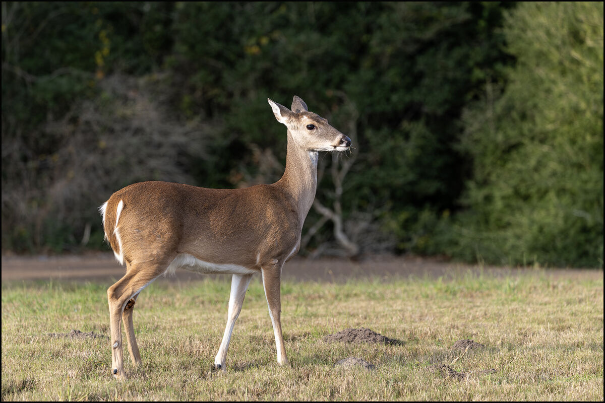 White-tailed Doe: I took these at the end of hunting season, and I ...