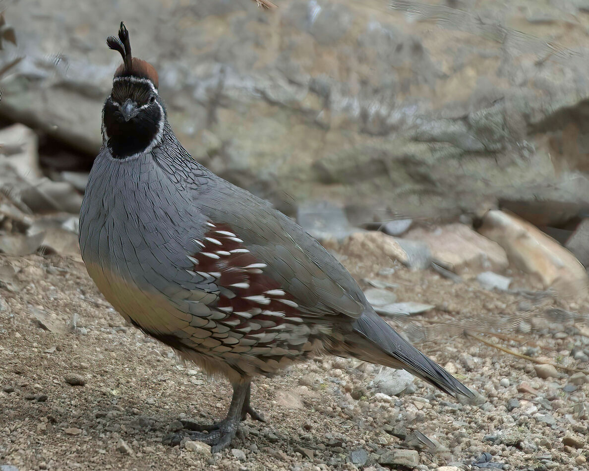 A few Quail and BBWD: yesterday, at the desert museum, I saw a few ...