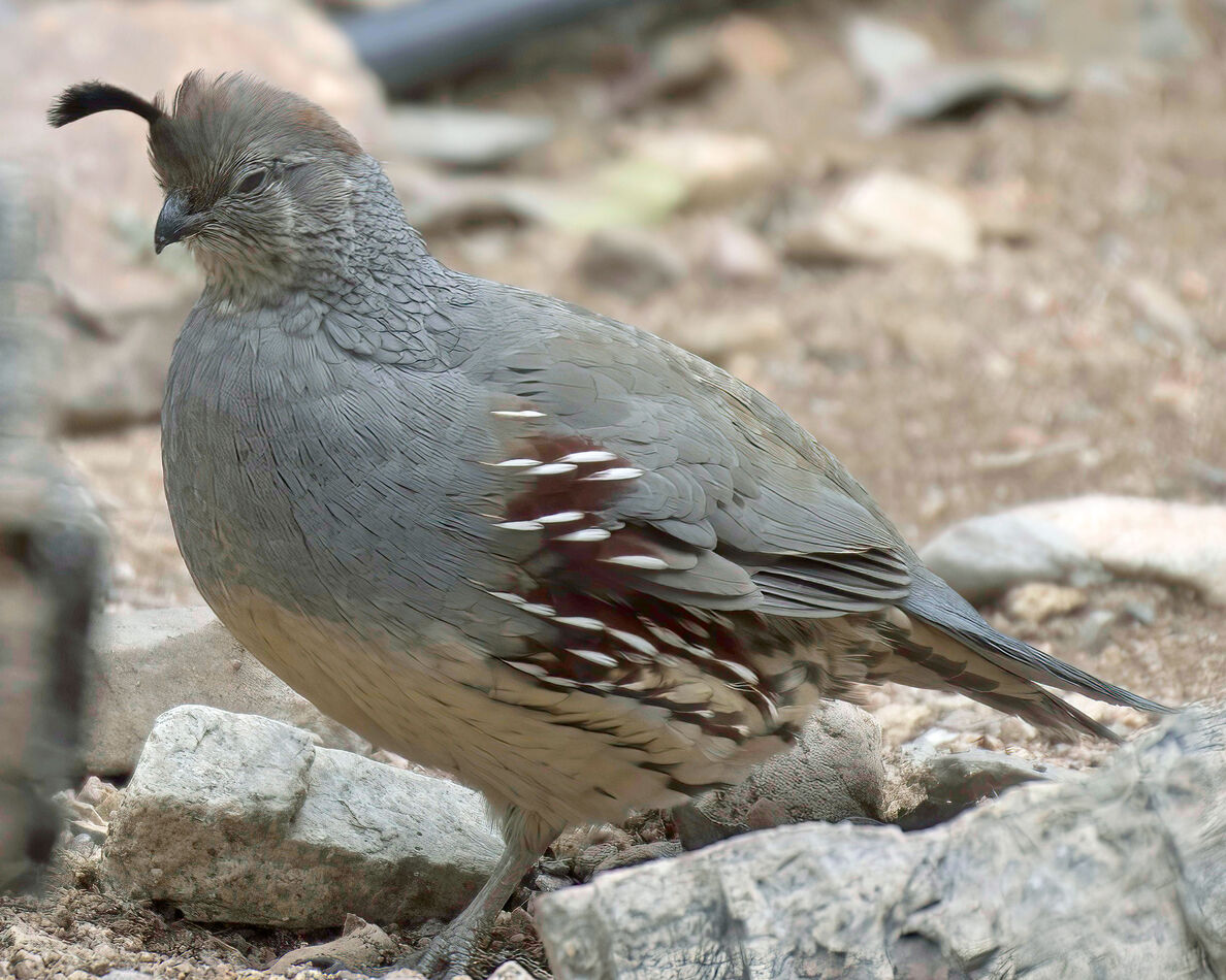 A few Quail and BBWD: yesterday, at the desert museum, I saw a few ...