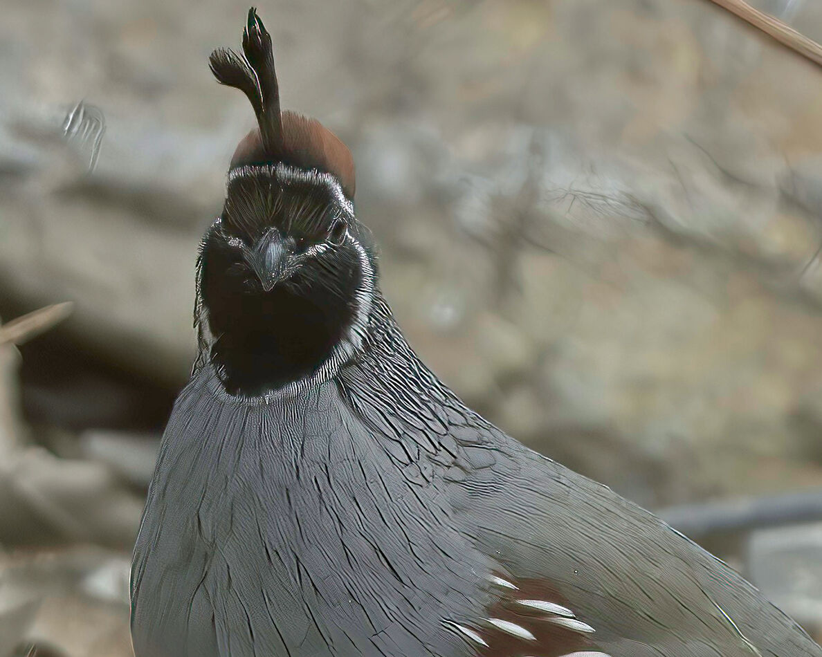 A few Quail and BBWD: yesterday, at the desert museum, I saw a few ...