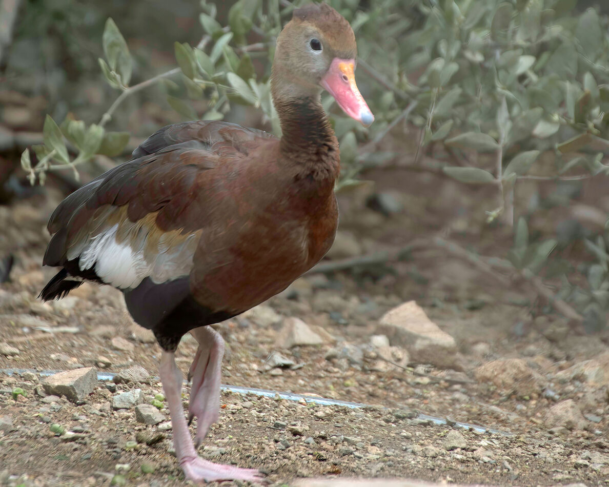 A few Quail and BBWD: yesterday, at the desert museum, I saw a few ...