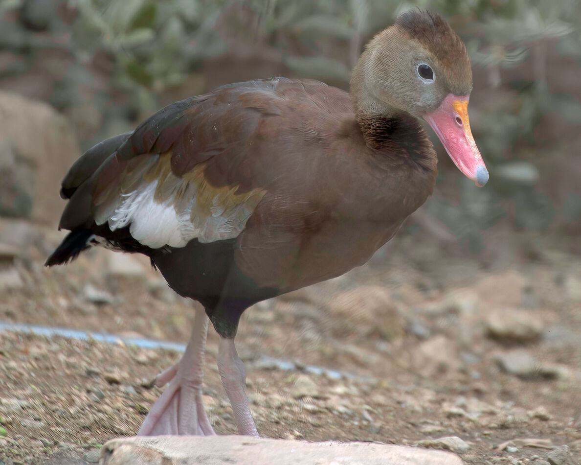 A few Quail and BBWD: yesterday, at the desert museum, I saw a few ...