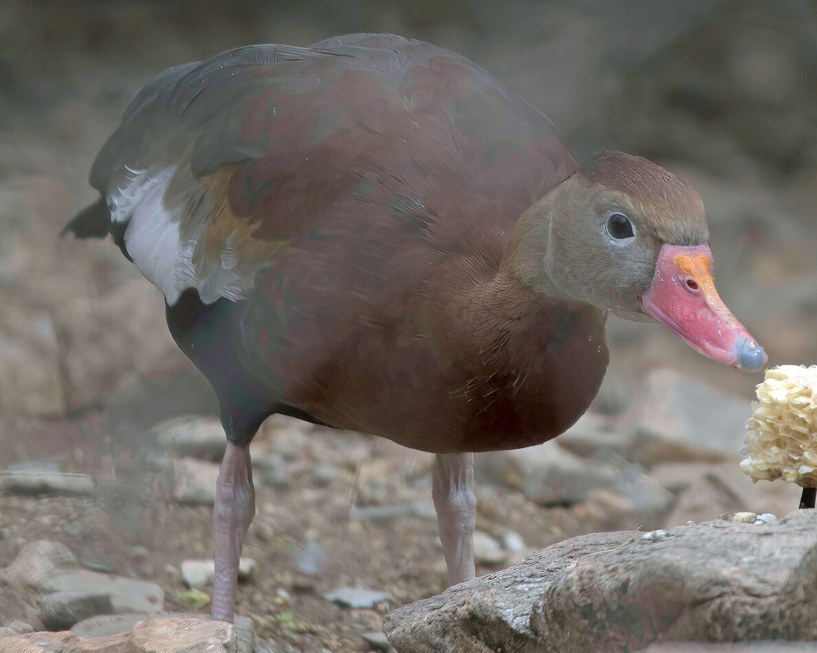 A few Quail and BBWD: yesterday, at the desert museum, I saw a few ...
