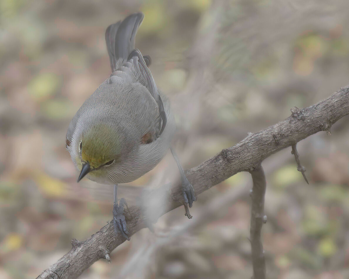 A few Quail and BBWD: yesterday, at the desert museum, I saw a few ...