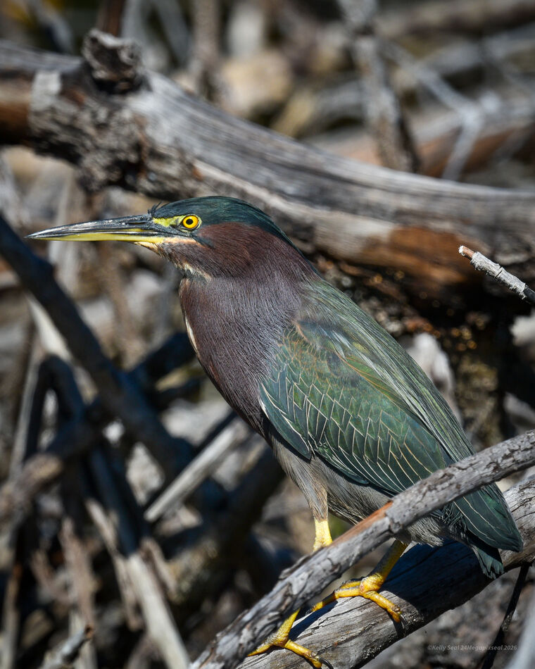 Perched in the mangroves! Marsh Trail in Ten Thousand Island NWR FL. A ...