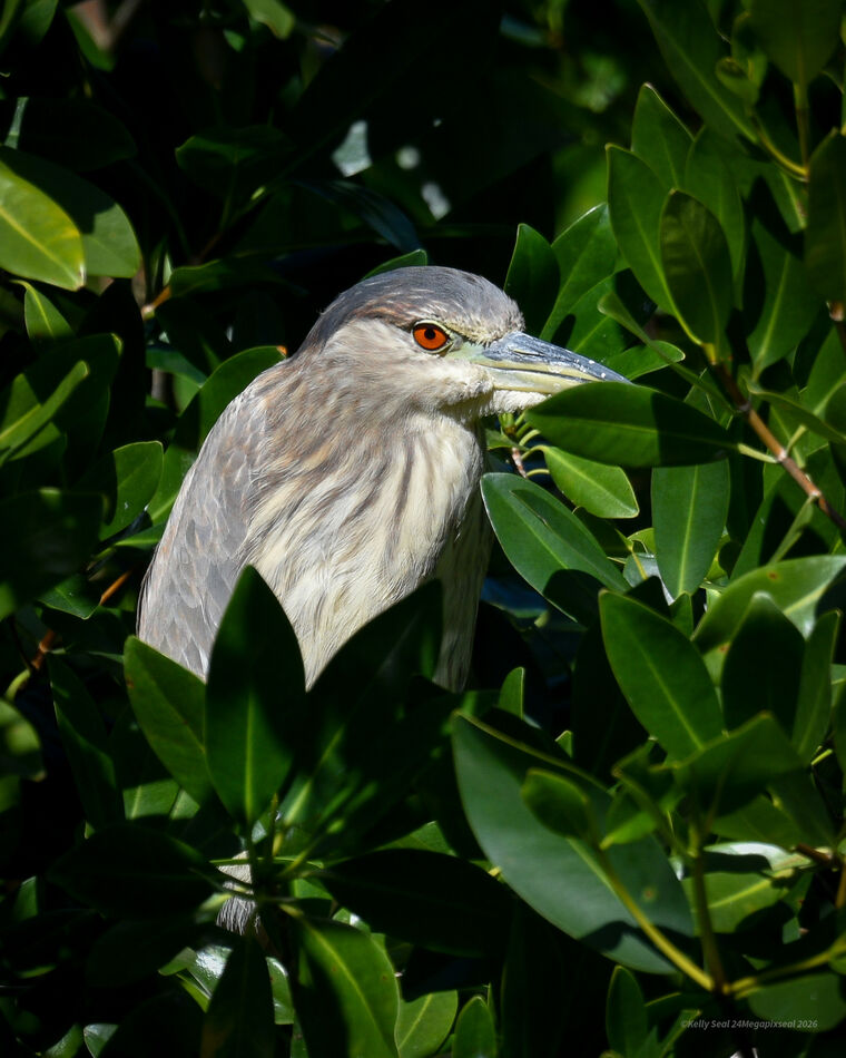 Perched in the mangroves! Marsh Trail in Ten Thousand Island NWR FL. A ...