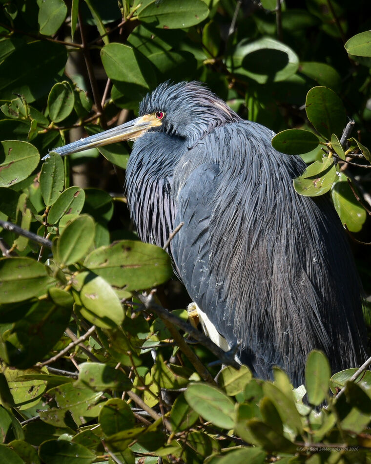 Perched in the mangroves! Marsh Trail in Ten Thousand Island NWR FL. A ...