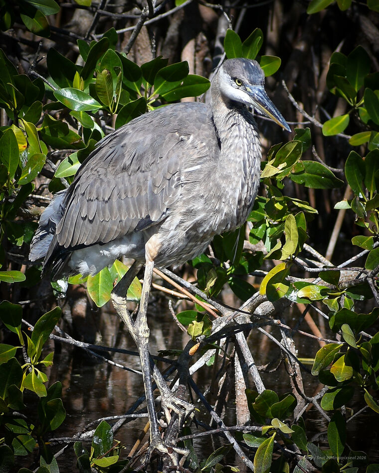 Perched in the mangroves! Marsh Trail in Ten Thousand Island NWR FL. A ...