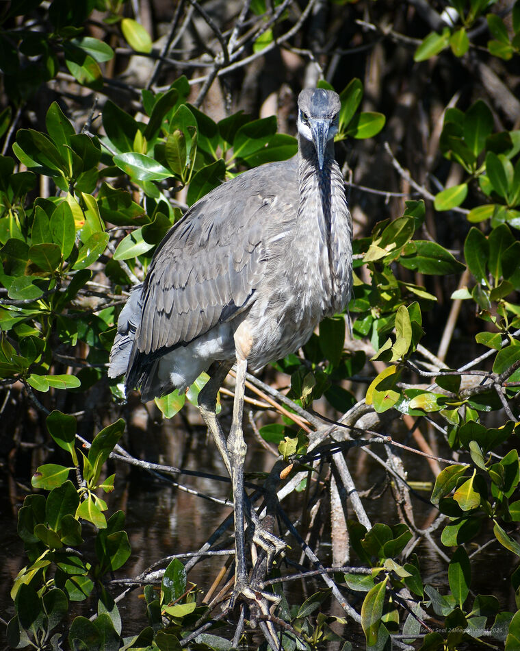 Perched in the mangroves! Marsh Trail in Ten Thousand Island NWR FL. A ...