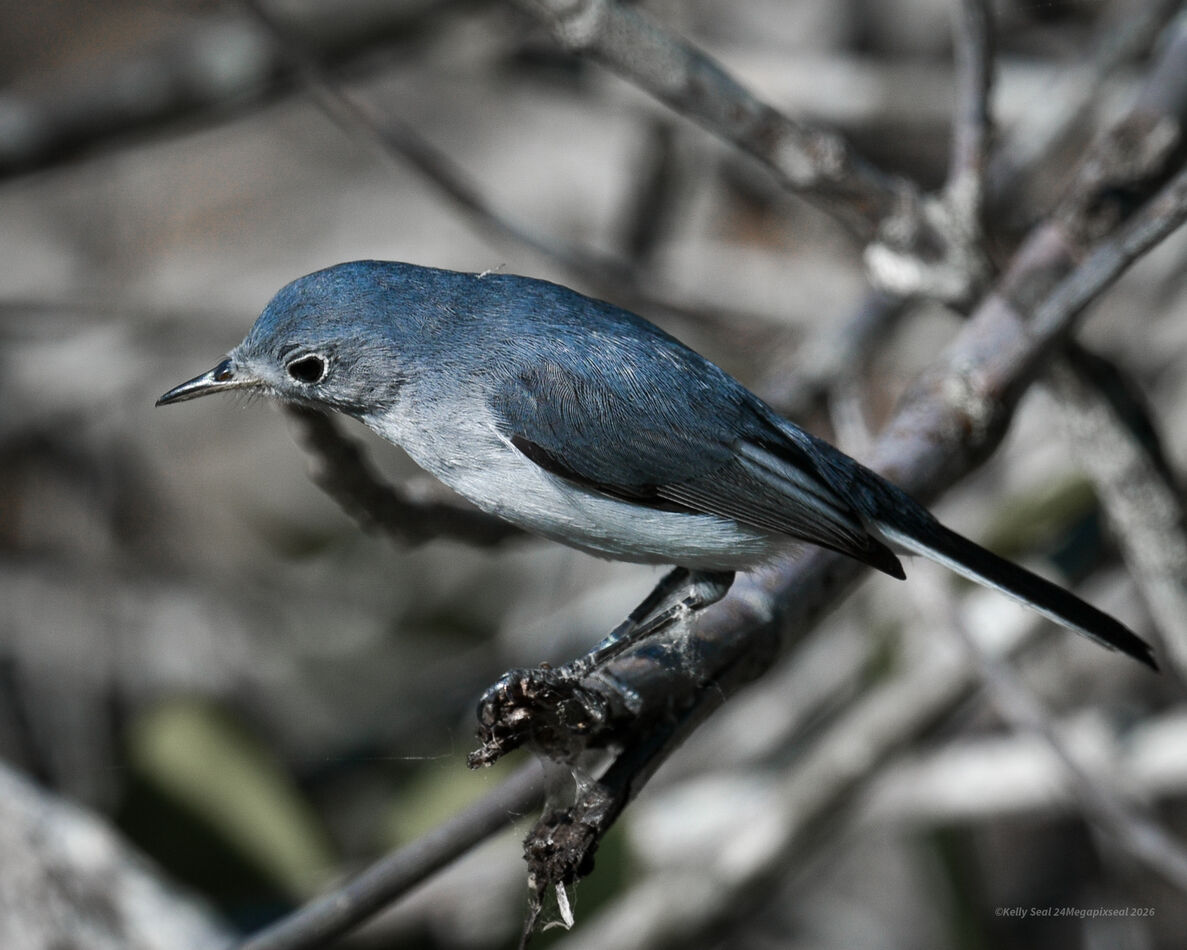 Blue-gray Gnatcatcher: A new "lifer" for me! ...tough bird for me....it ...