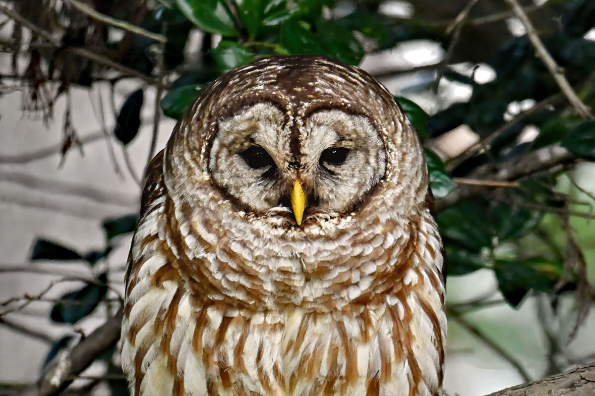Staring contests with birds in 2025: All photos were taken in various ...