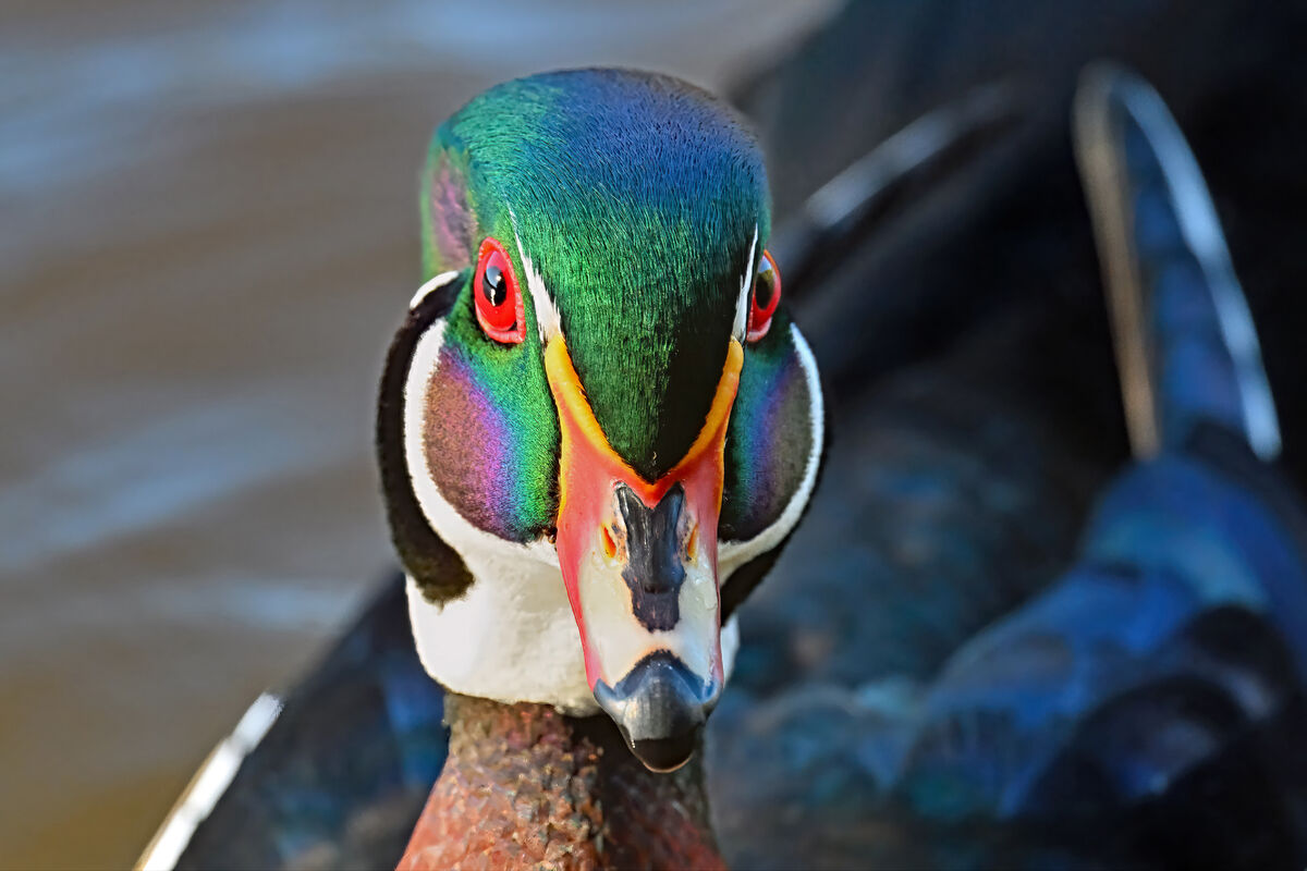 Staring contests with birds in 2025: All photos were taken in various ...