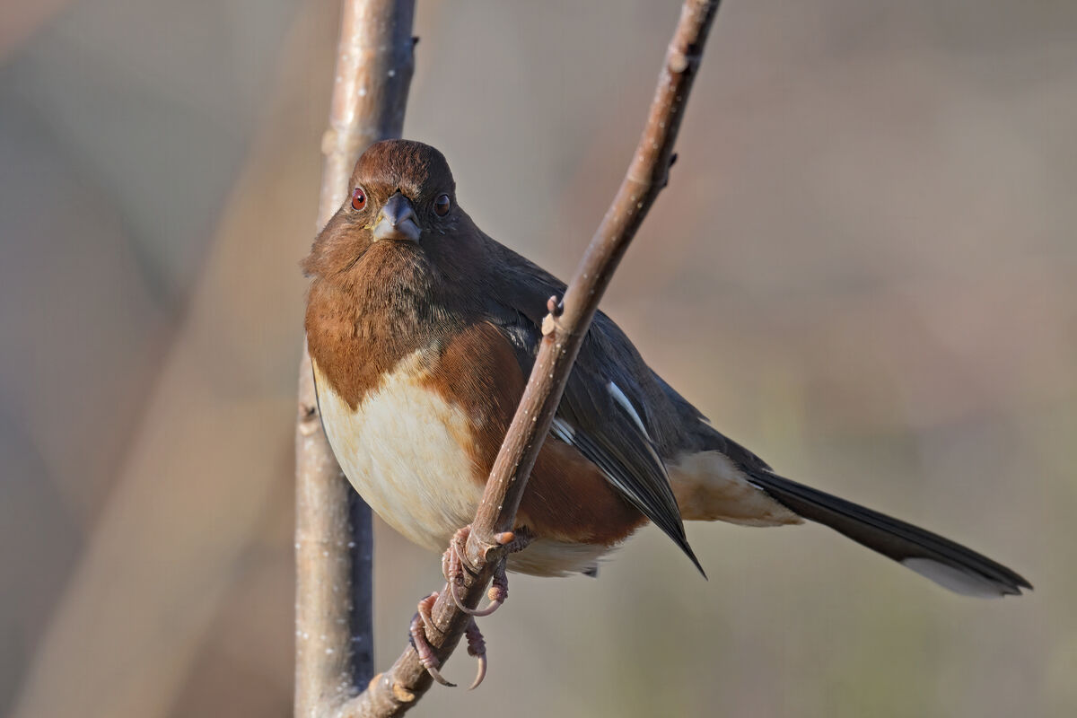 Staring contests with birds in 2025: All photos were taken in various ...