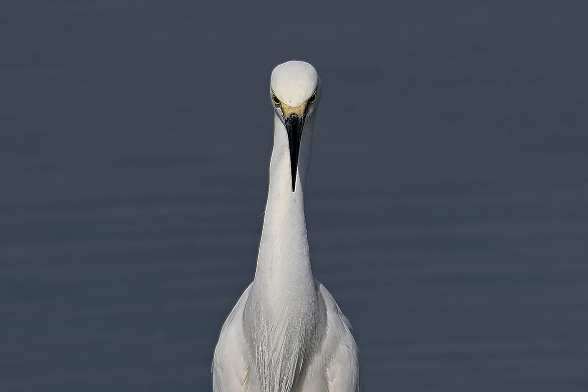 Staring contests with birds in 2025: All photos were taken in various ...