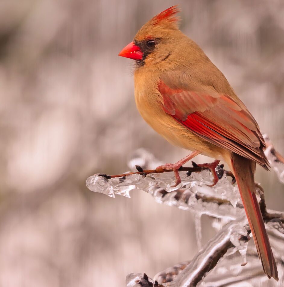 A female cardinal waiting for a turn: I've noticed that the birds seem ...