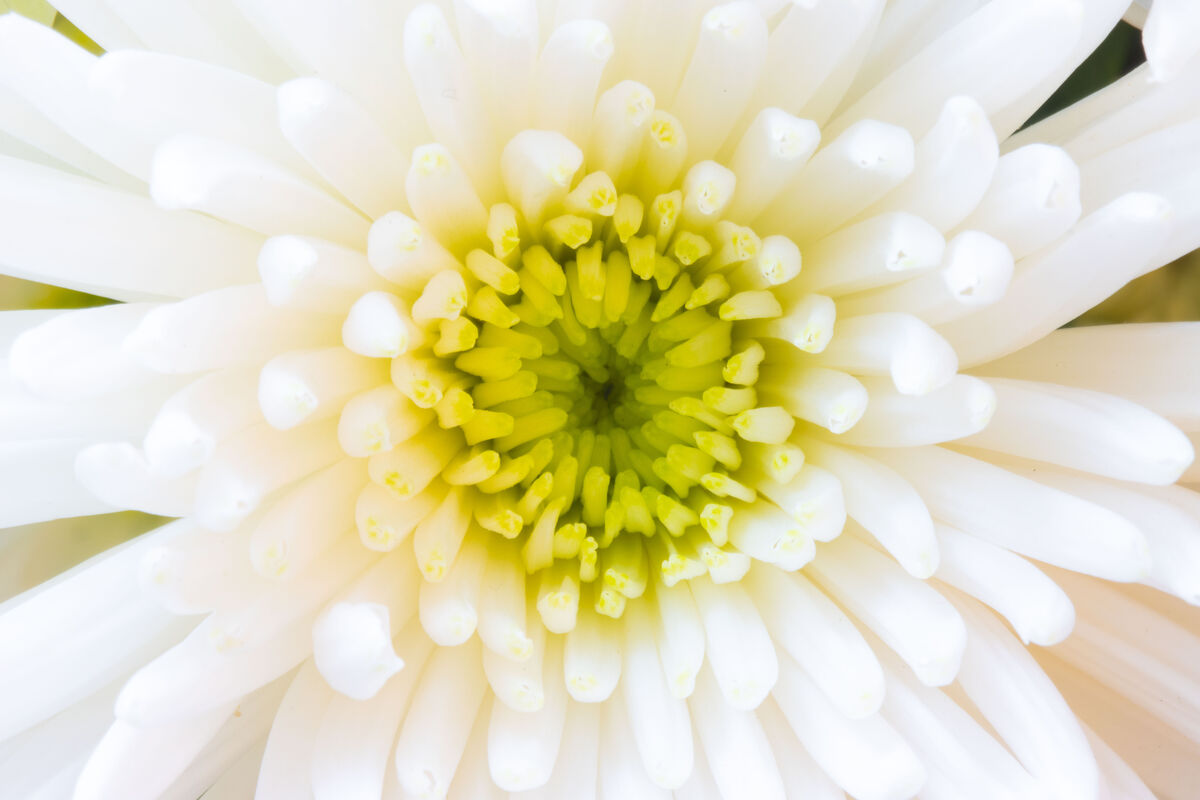 Low key macro photos: After quite a few high key photos, I decided to ...