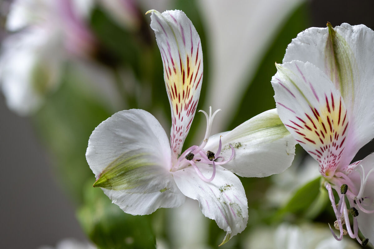Low key macro photos: After quite a few high key photos, I decided to ...