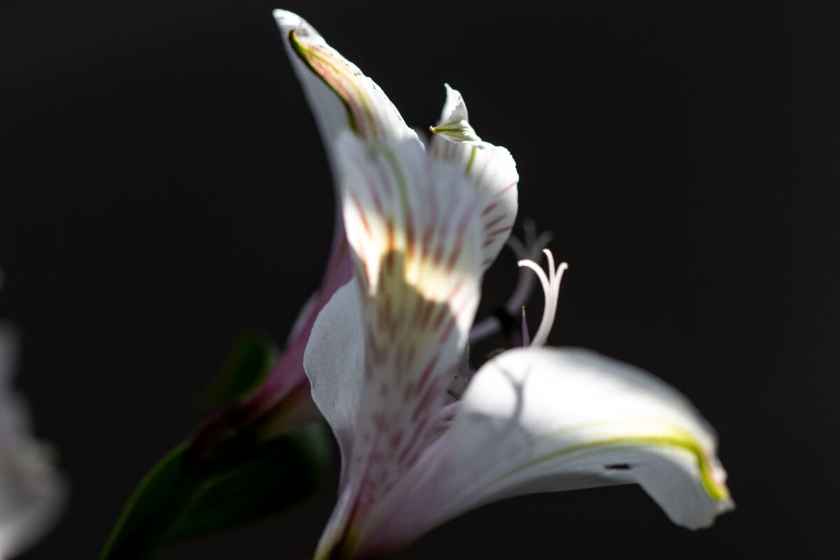Low key macro photos: After quite a few high key photos, I decided to ...