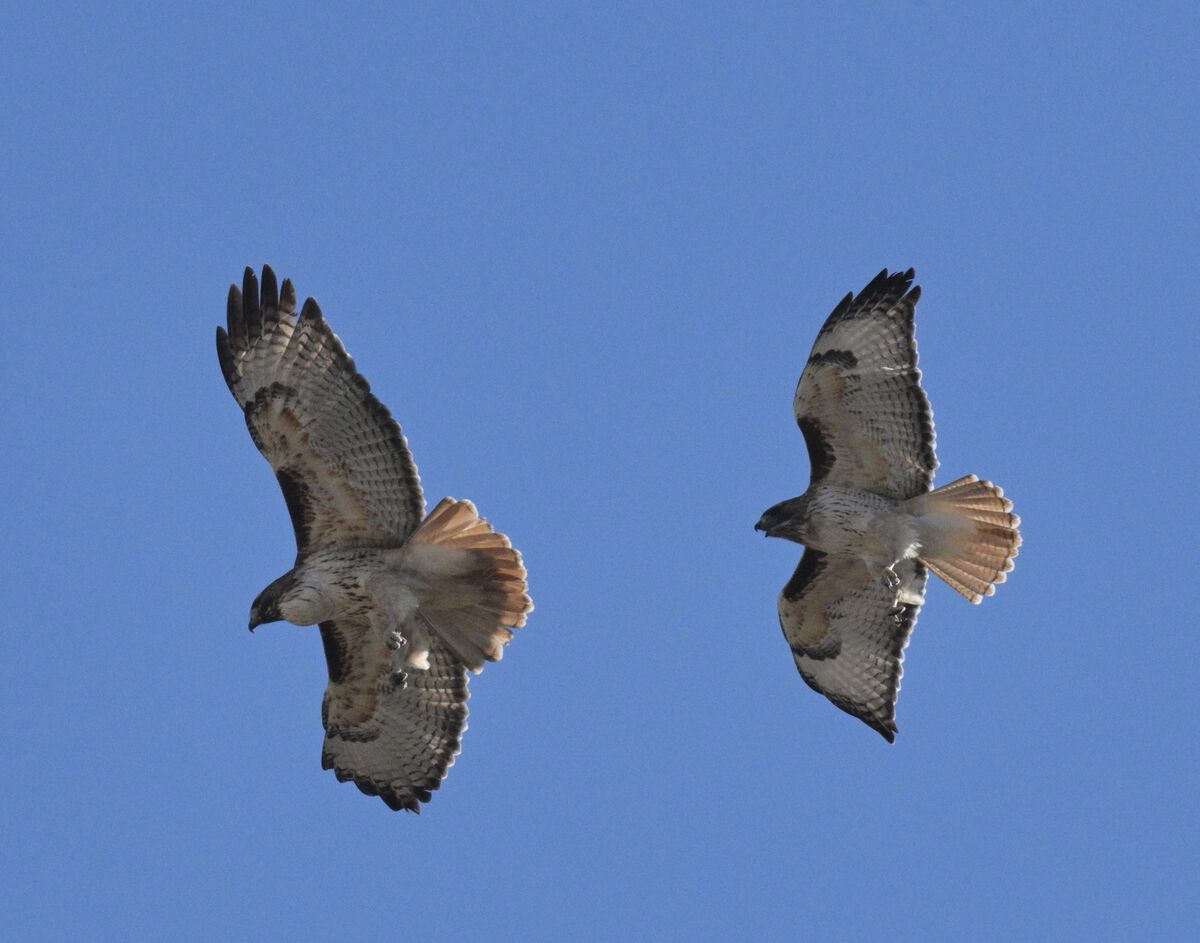 Red-tailed Hawks: Spotted these Red-tailed hawks on a drive to the Wet ...