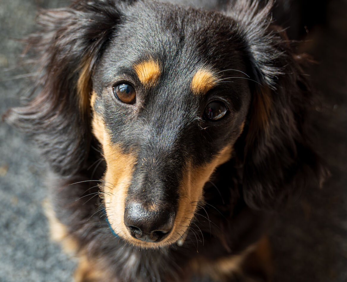 Wiener Morph: I morphed 2 of my wiener dogs into one.....lol.