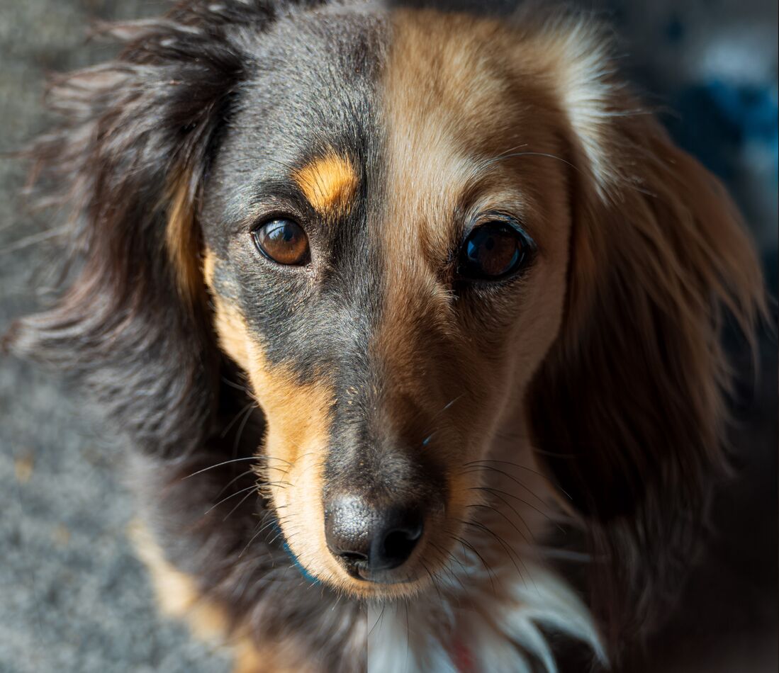 Wiener Morph: I morphed 2 of my wiener dogs into one.....lol.