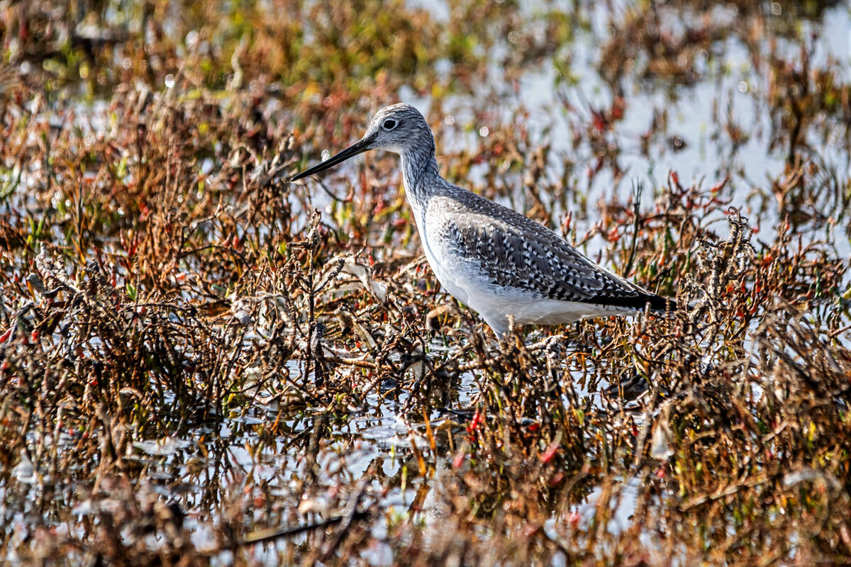 Greater Yellowlegs: There are two types of these guys, Greater and ...