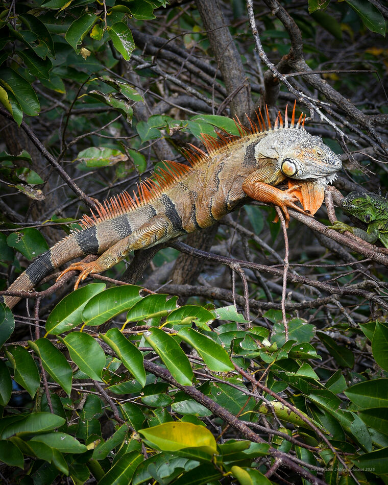 Green Iguanas of Wakodahatchee Wetlands! These guys are pretty much ...