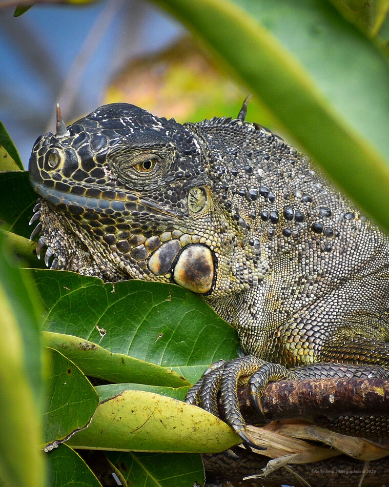 Green Iguanas of Wakodahatchee Wetlands! These guys are pretty much ...