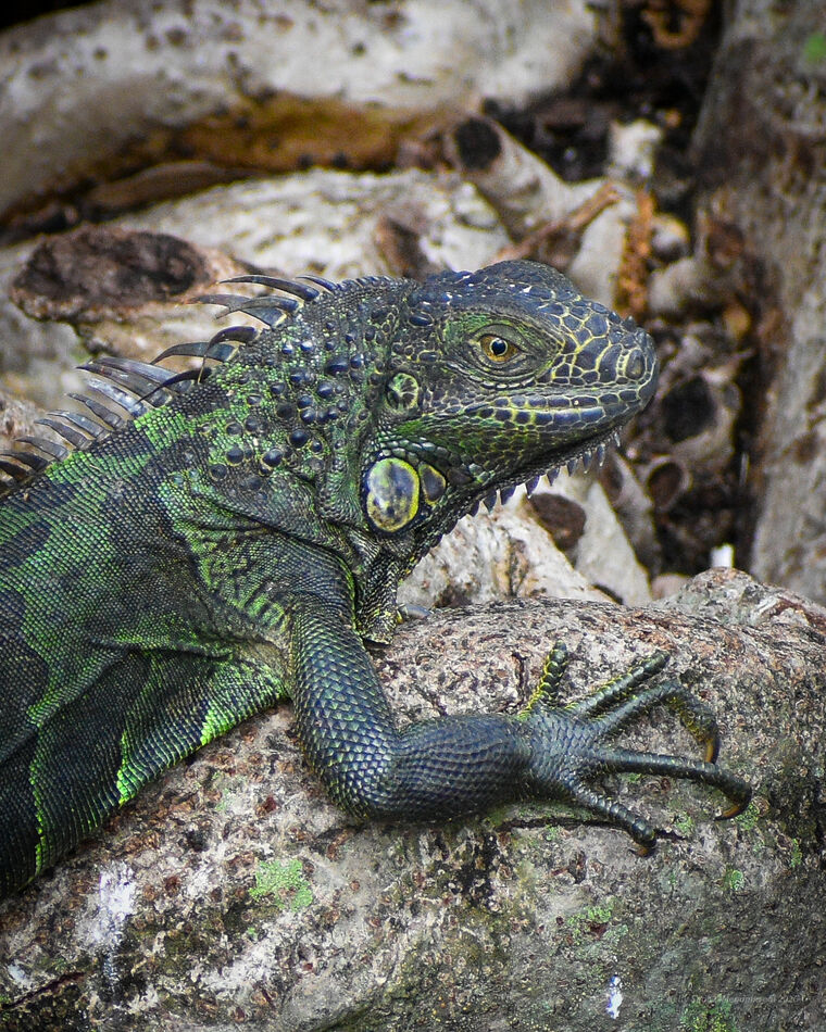 Green Iguanas of Wakodahatchee Wetlands! These guys are pretty much ...