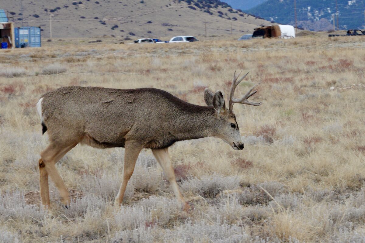More Mule Deer: While my brother and I were touring the area around ...