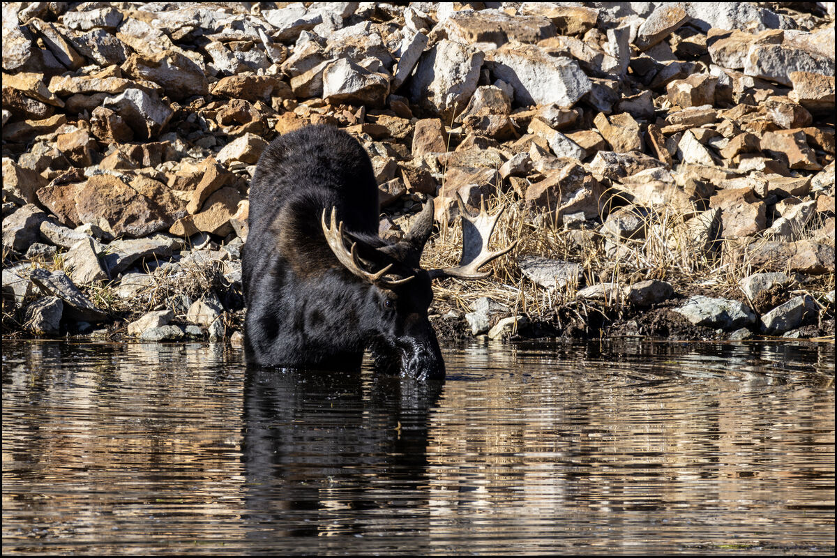 Moose at Floating Island Lake: This was my first time seeing moose at ...