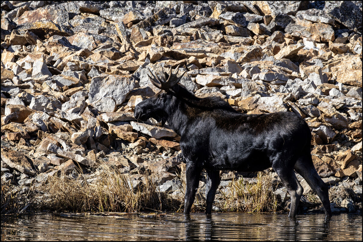 Moose at Floating Island Lake: This was my first time seeing moose at ...