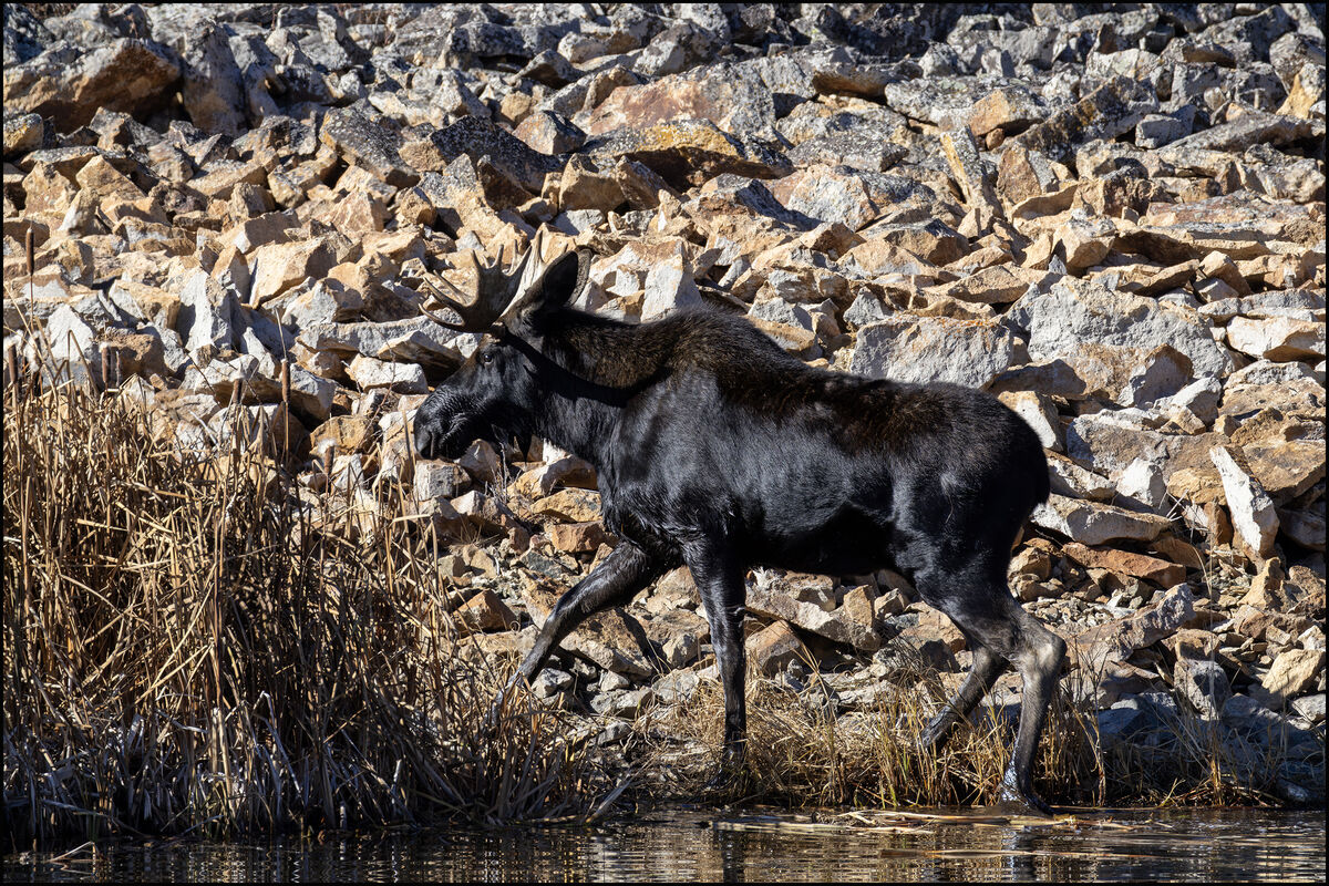 Moose at Floating Island Lake: This was my first time seeing moose at ...