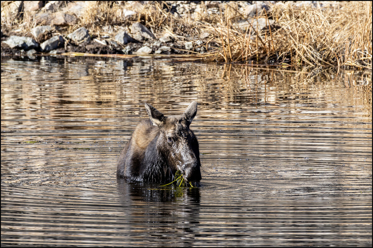 Moose at Floating Island Lake: This was my first time seeing moose at ...