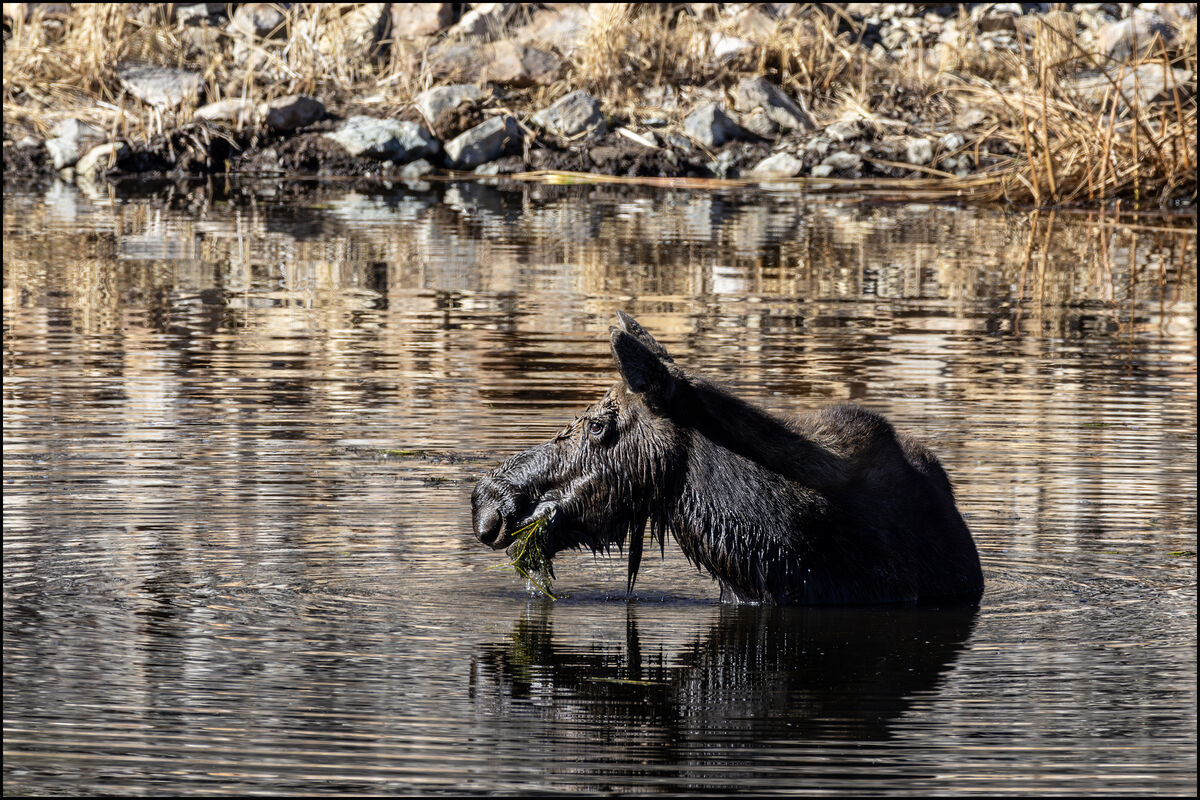 Moose at Floating Island Lake: This was my first time seeing moose at ...