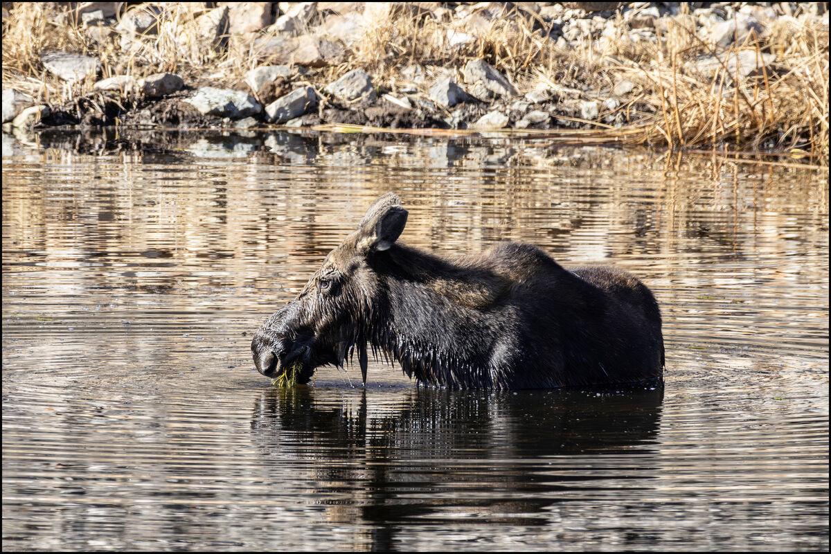Moose at Floating Island Lake: This was my first time seeing moose at ...