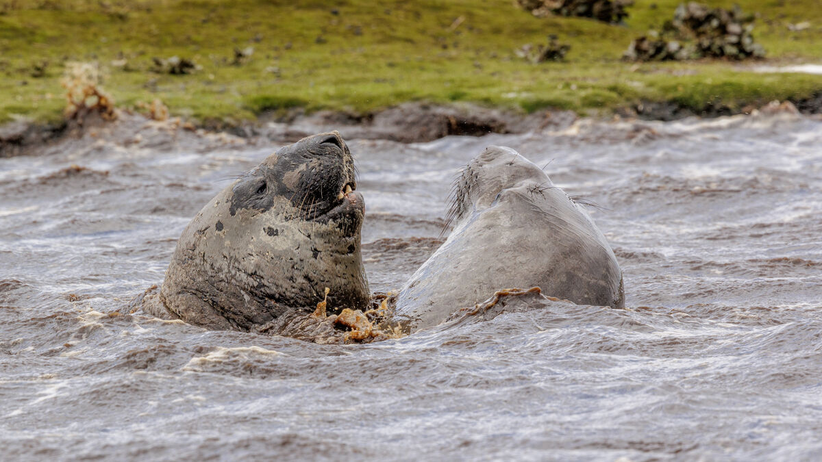 Elephant seal battle! Often we saw the Elephant seals having little ...