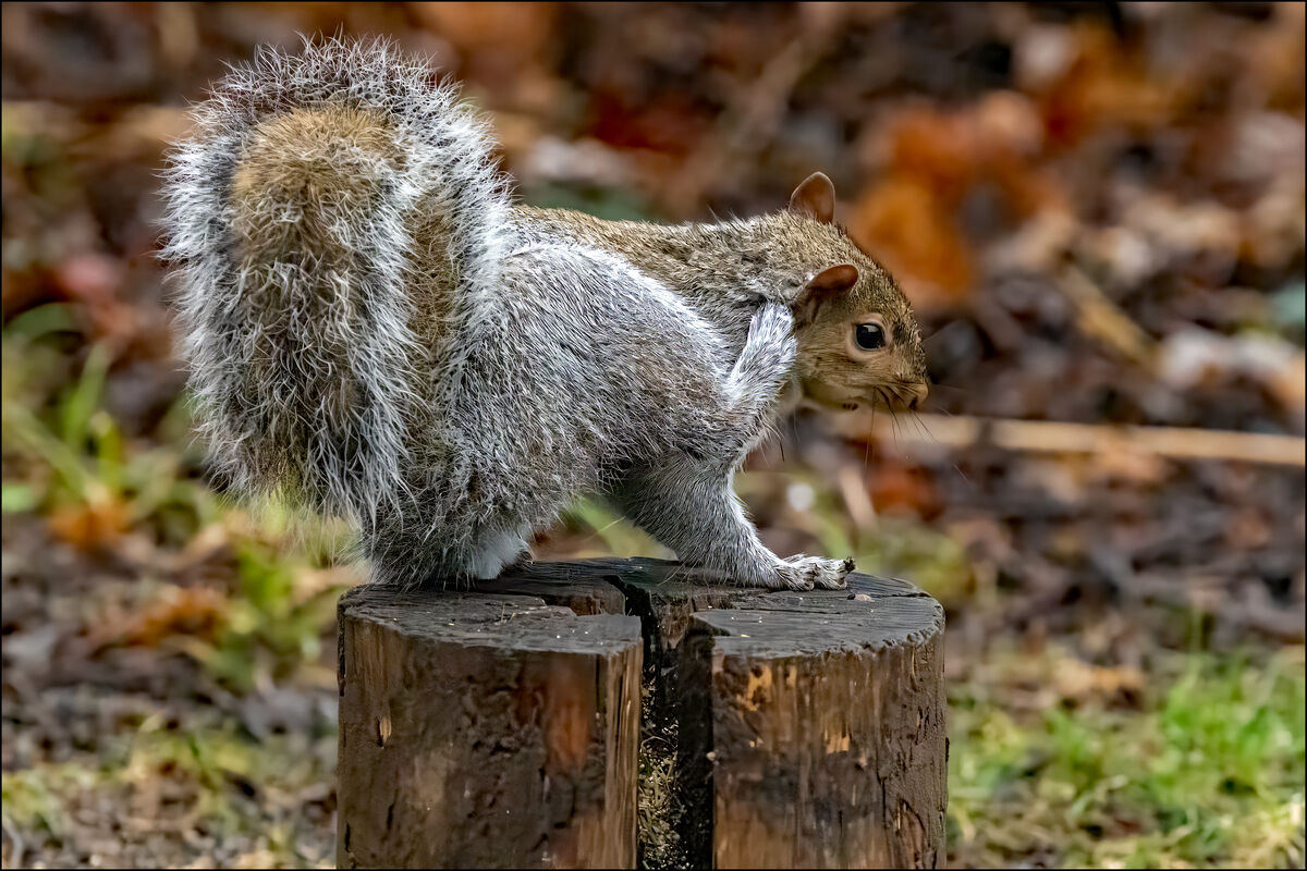 The very last photos of 2025: I am finishing the year with two squirrel ...