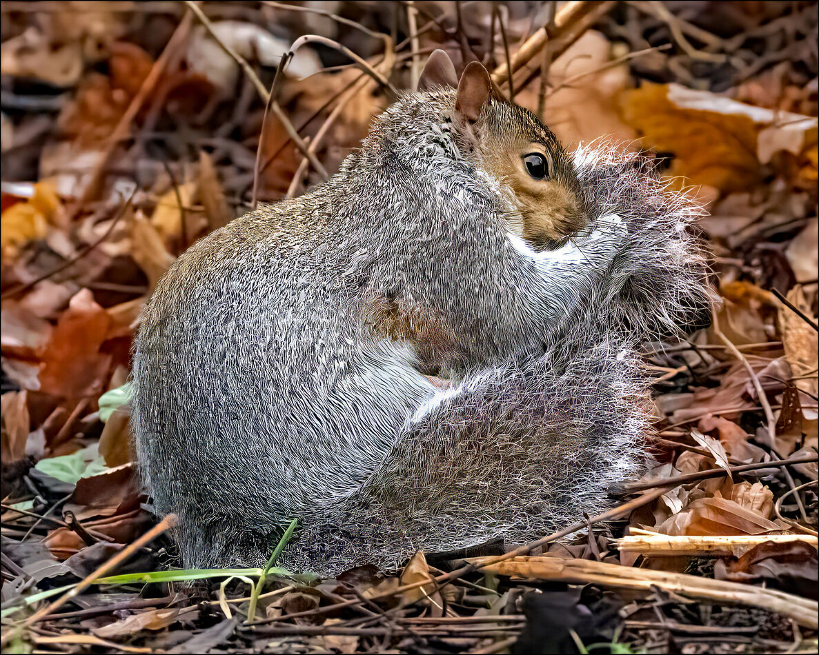 The very last photos of 2025: I am finishing the year with two squirrel ...