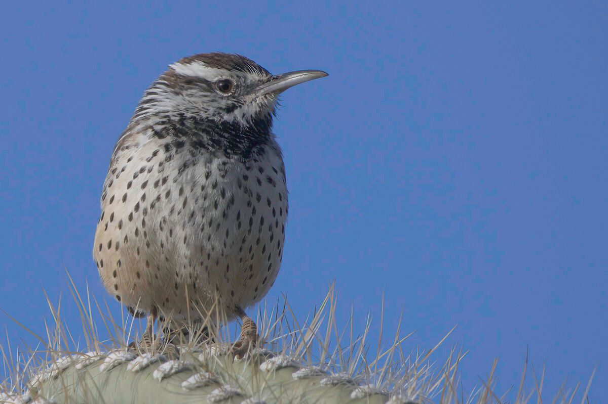 the state bird of Arizona: The Cactus Wren is the state bird of Arizona ...
