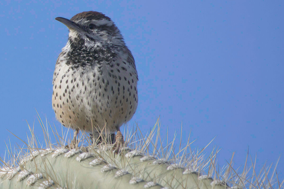 the state bird of Arizona: The Cactus Wren is the state bird of Arizona ...