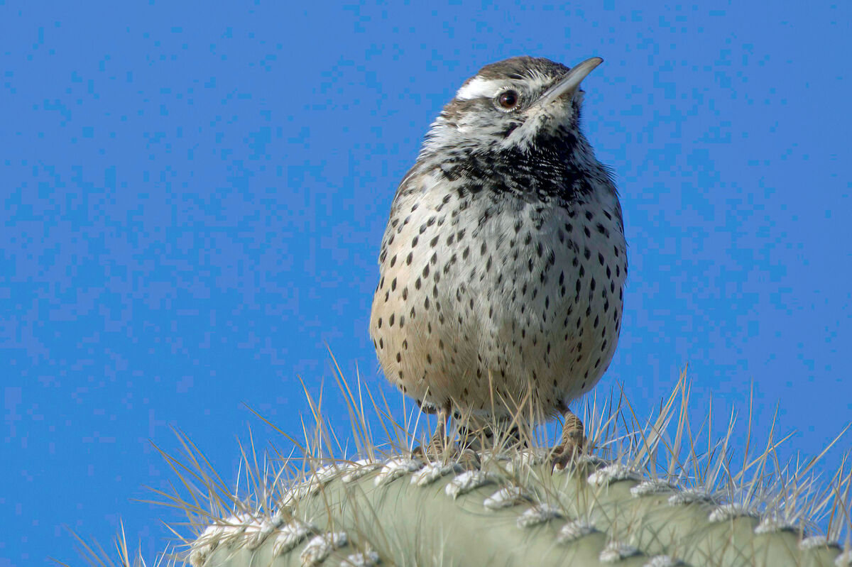 the state bird of Arizona: The Cactus Wren is the state bird of Arizona ...