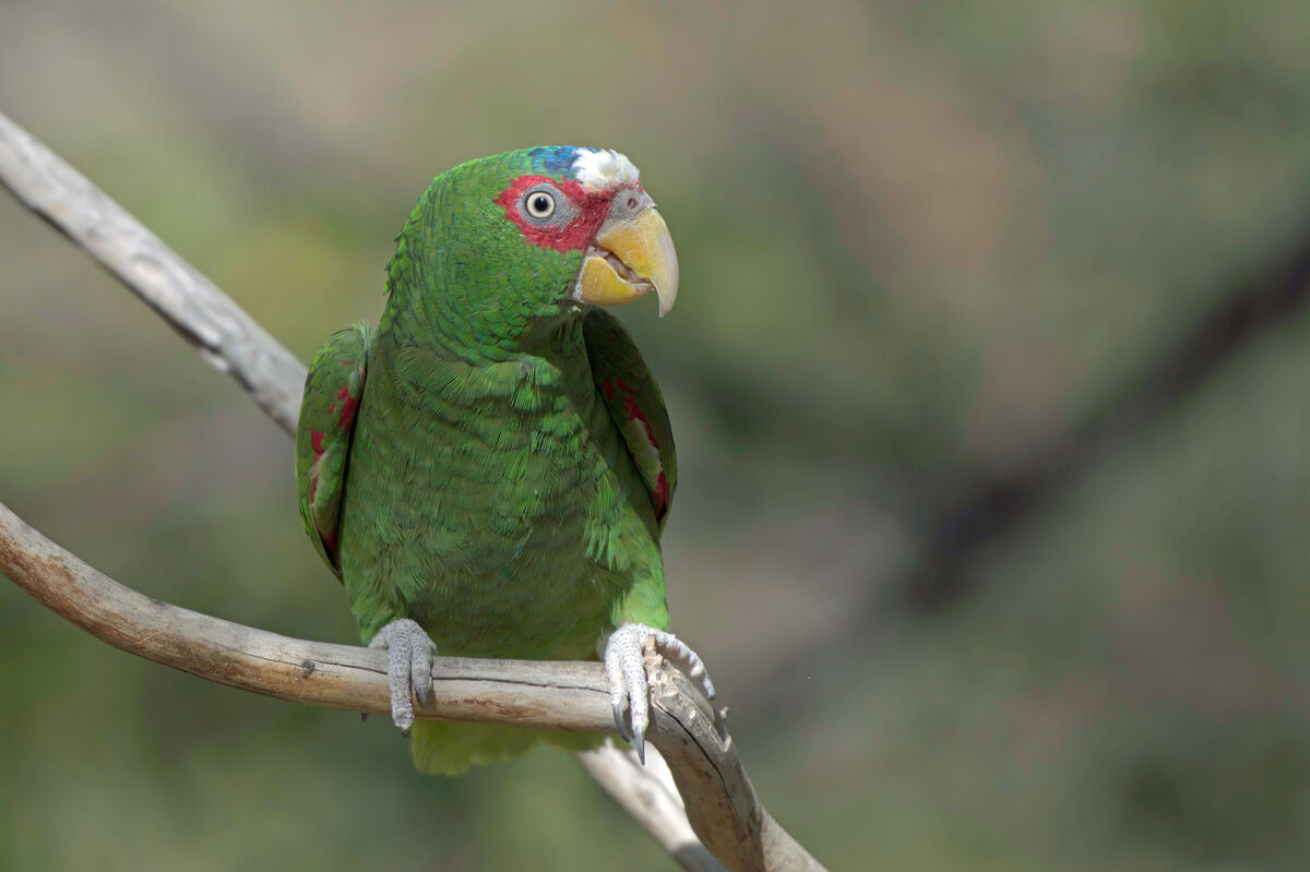 African white-fronted Parrot: This is a beautiful white-fronted African ...