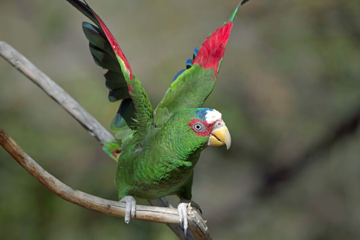 African white-fronted Parrot: This is a beautiful white-fronted African ...