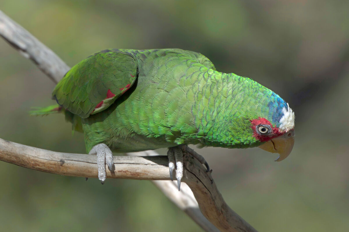African white-fronted Parrot: This is a beautiful white-fronted African ...