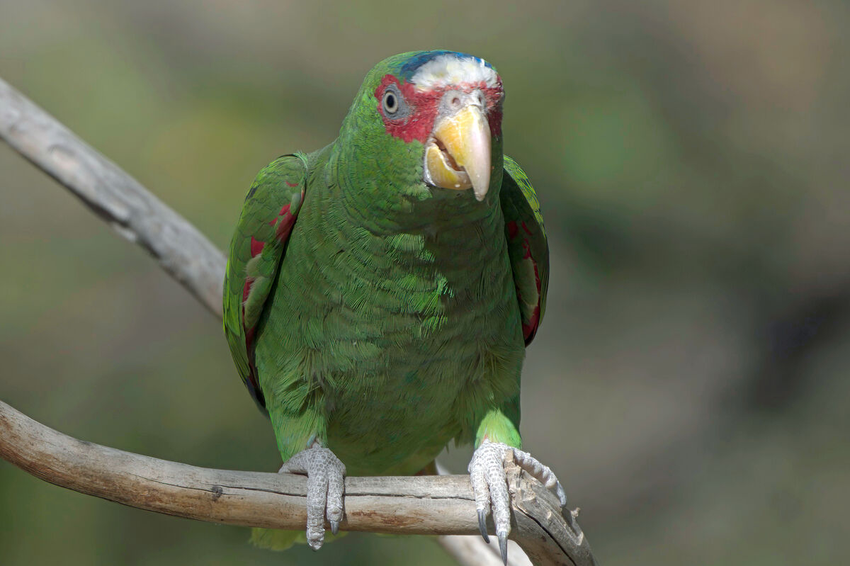 African white-fronted Parrot: This is a beautiful white-fronted African ...