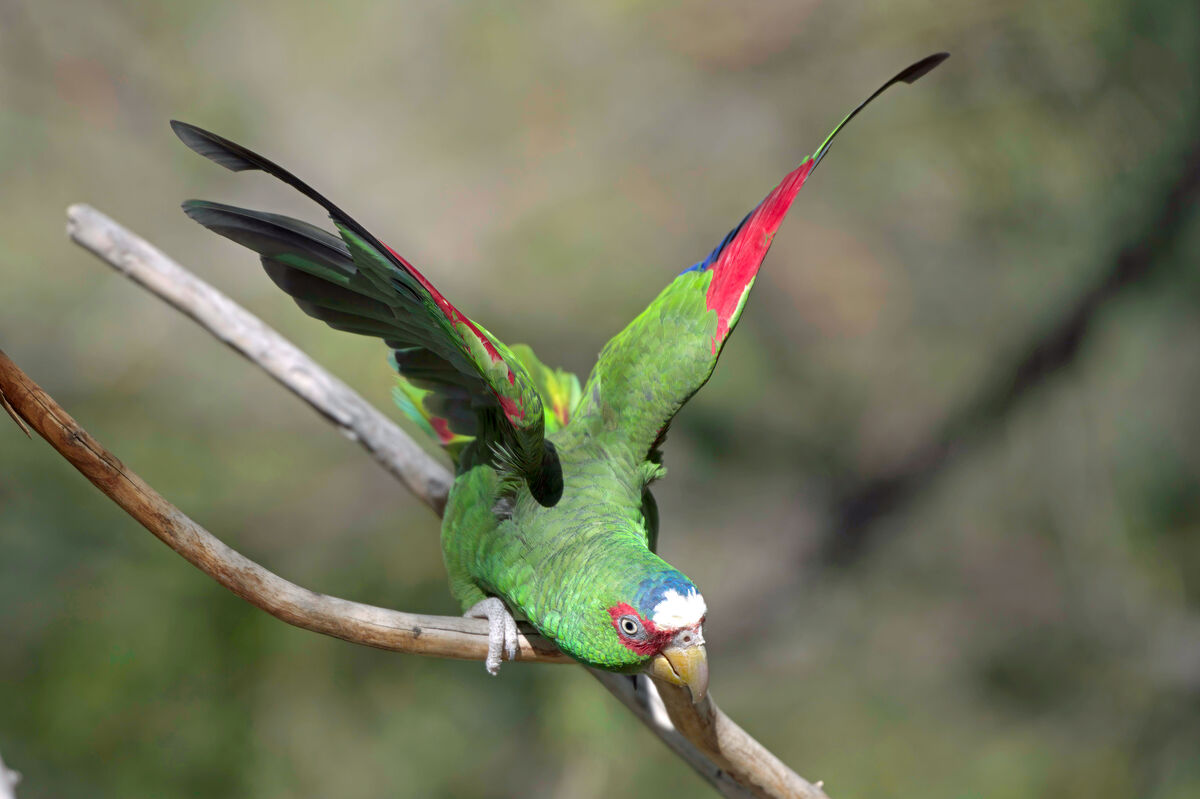 African white-fronted Parrot: This is a beautiful white-fronted African ...
